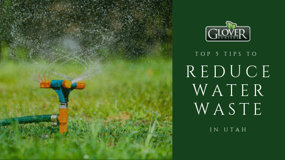 5 Ways to Reduce Water Waste in Utah - Glover Nursery