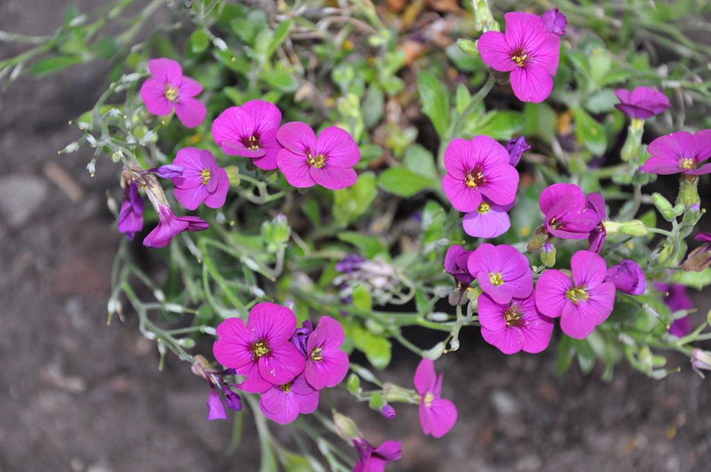 Purple Rockcress - Glover Nursery