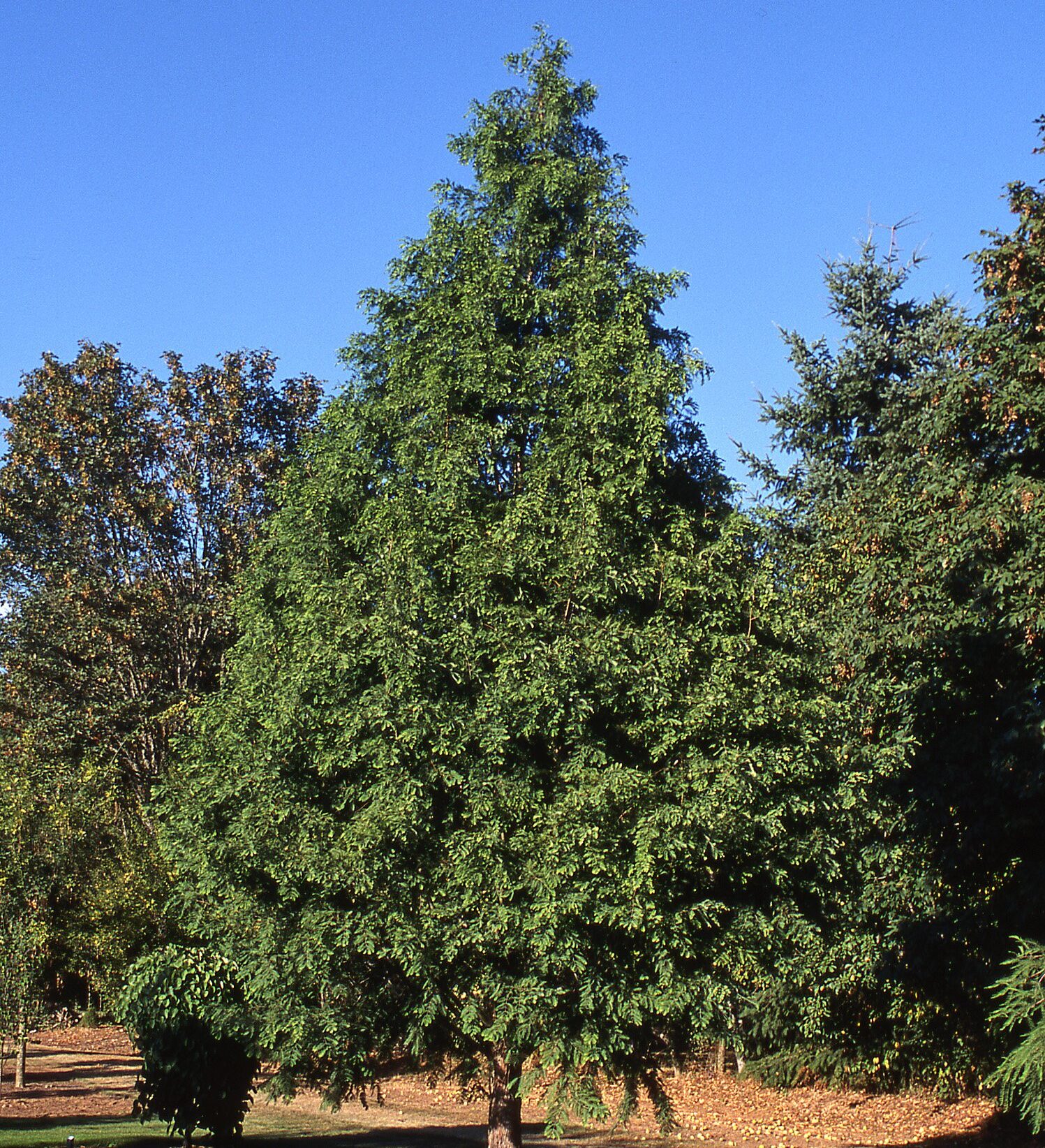 Conifers - Glover Nursery