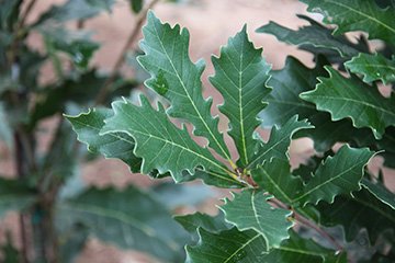 Oak, Kindred Spirit - Glover Nursery