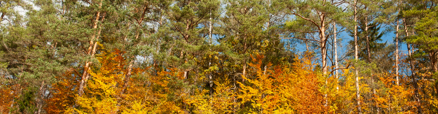 32 Best Trees to Plant in Utah Landscapes | Glover Nursery