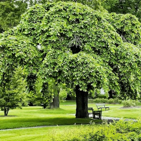 32 Best Trees to Plant in Utah Landscapes | Glover Nursery