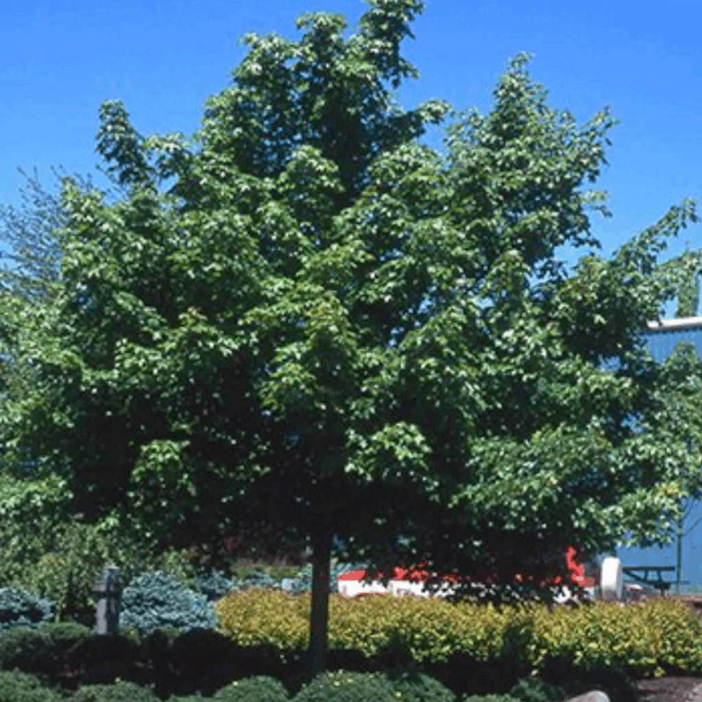 32 Best Trees to Plant in Utah Landscapes | Glover Nursery