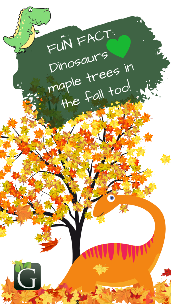 Discover the Beauty and Versatility of Maple Trees