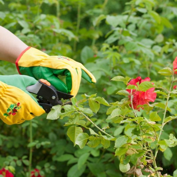 March Gardening Tips to Prepare for Spring | Glover Nursery