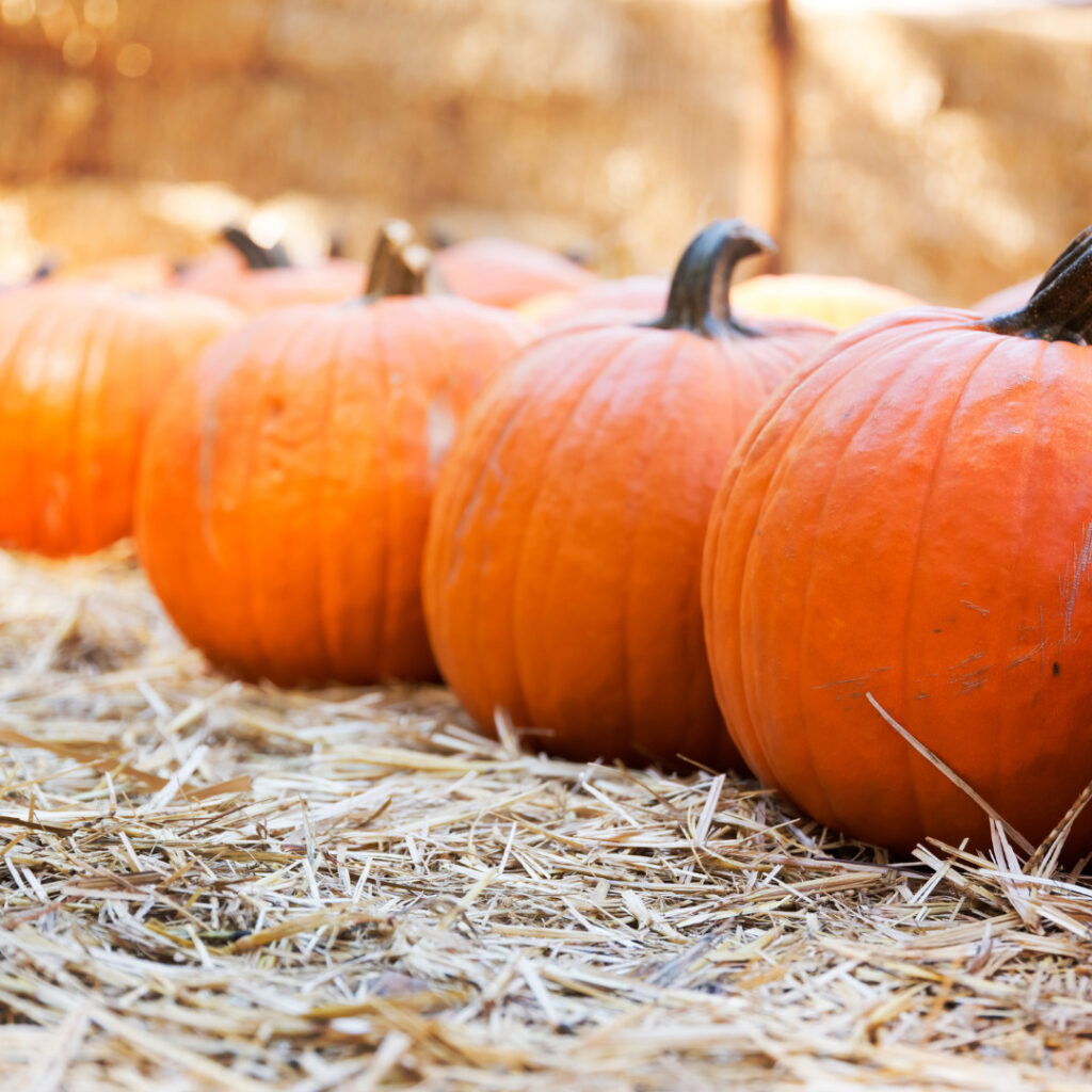 Essential October Gardening Tips for a Thriving Fall Landscape