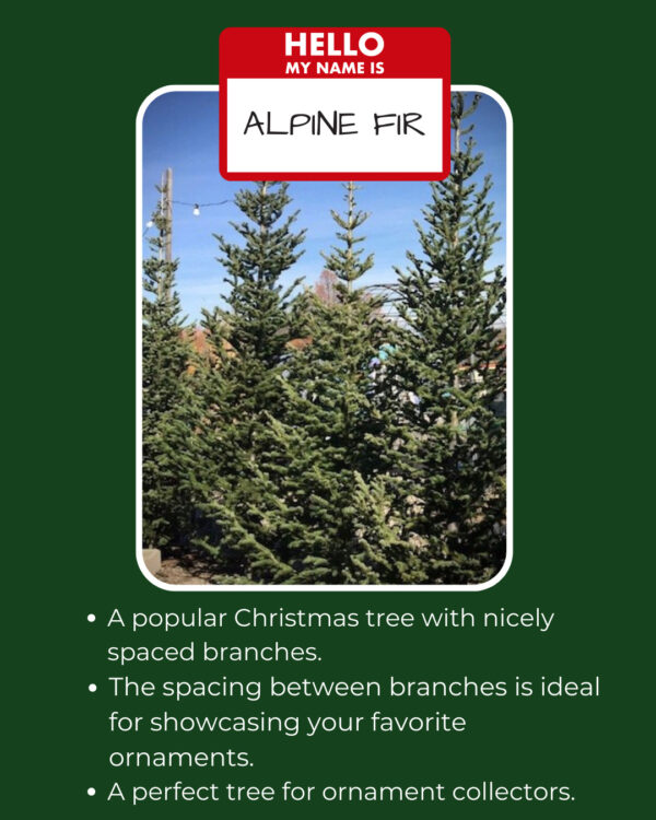 The Ultimate Guide To Our Real Christmas Trees - Glover Nursery