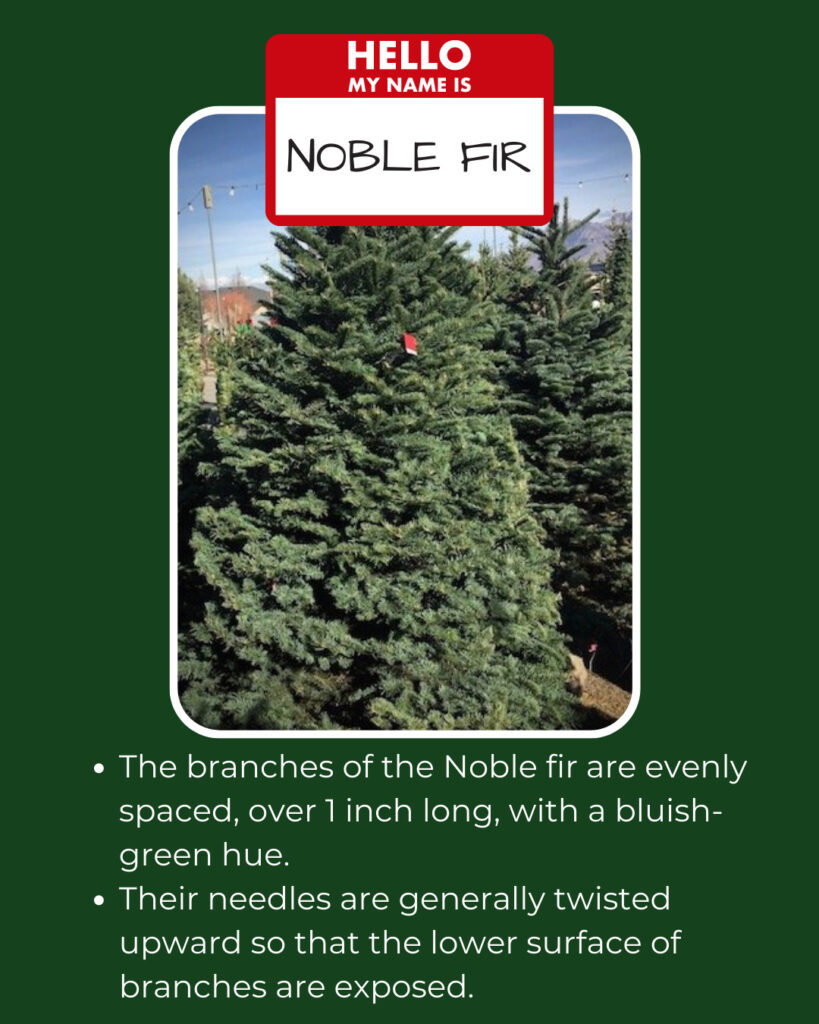 Your Guide to Glover Nursery's Real Christmas Trees