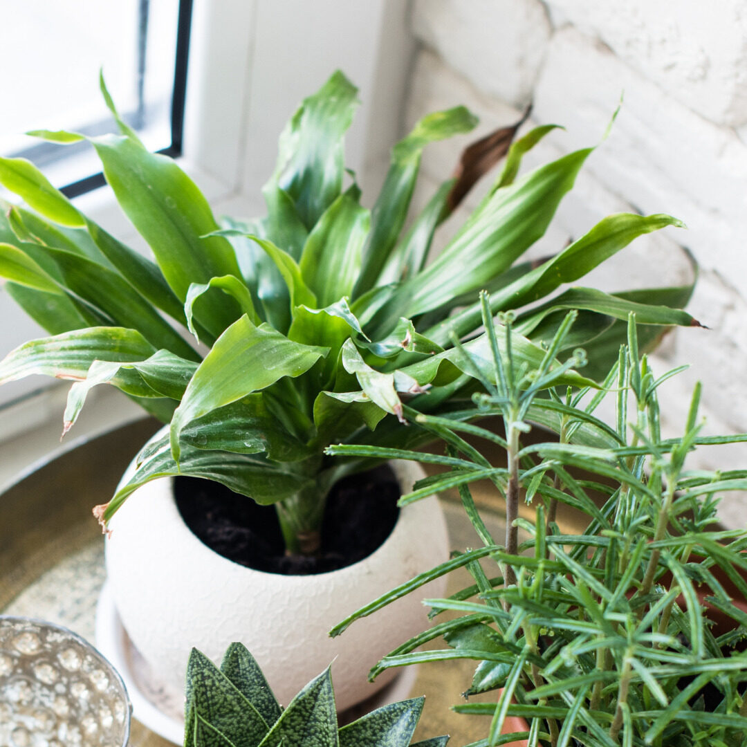 Plant Library - Glover Nursery