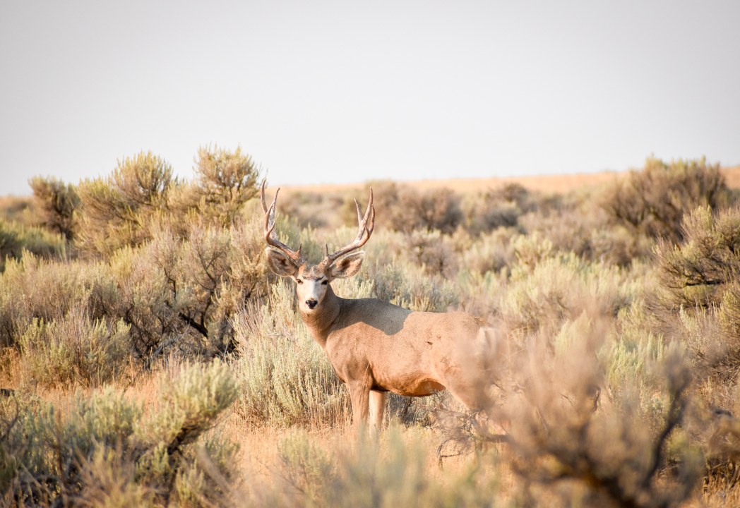 Deer Damage Prevention and Recovery - Glover Nursery