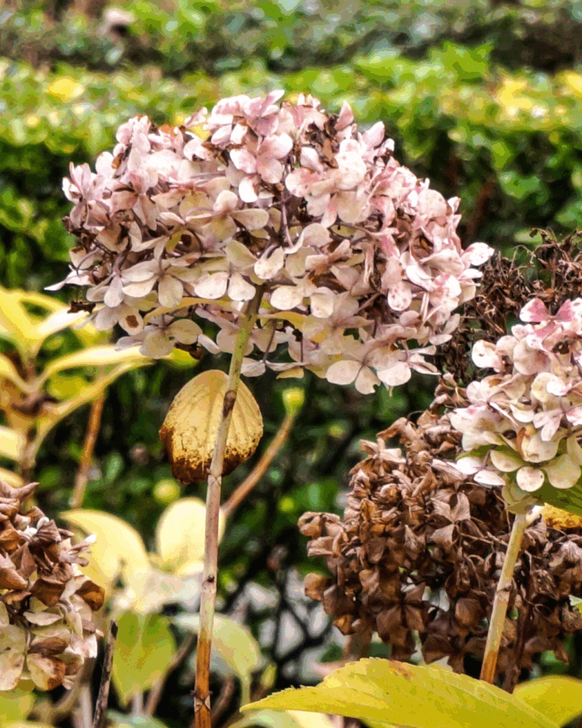 Your Hydrangea Fall Care Checklist - Glover Nursery