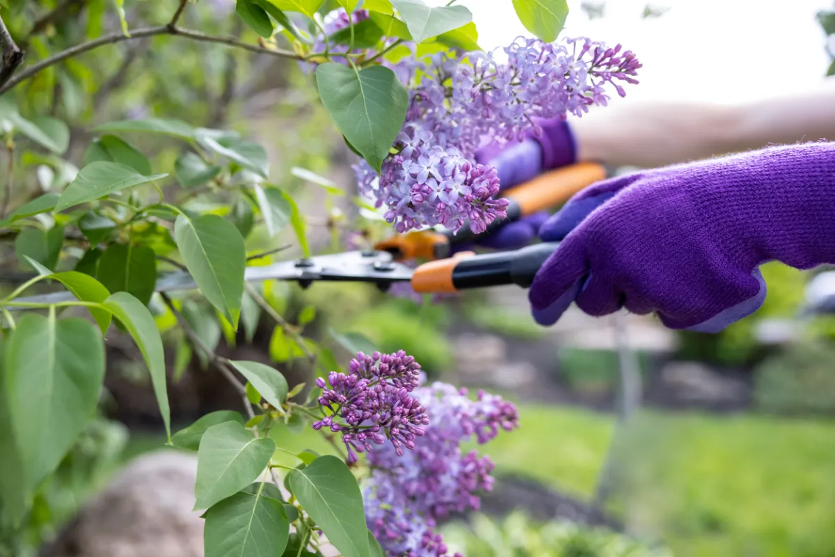 Pruning Guide for Flowering Shrubs | Glover Nursery